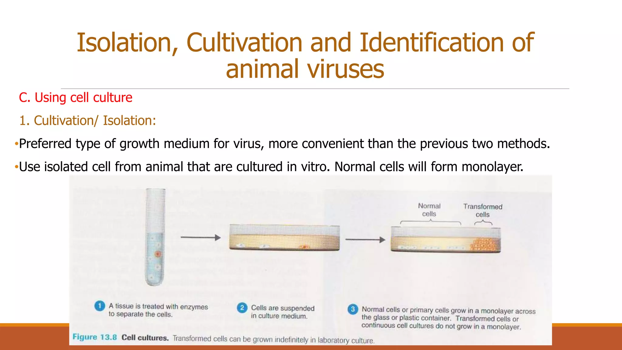 Isolation of Animal Viruses | PPTX
