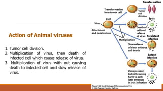 Isolation of Animal Viruses | PPTX