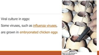 Isolation of Animal Viruses | PPTX