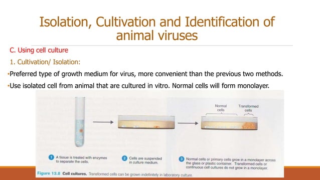 Isolation of Animal Viruses | PPTX