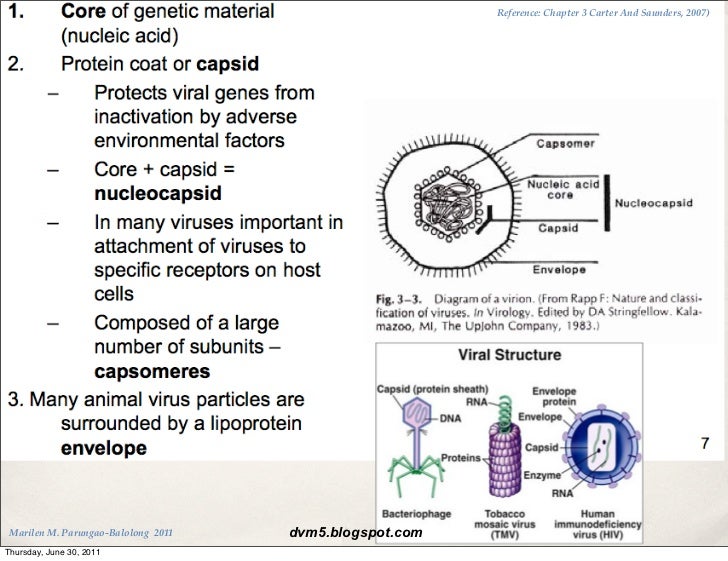 Virology lecture 2 (viral structure)