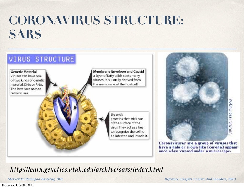 Virology lecture 2 (viral structure)