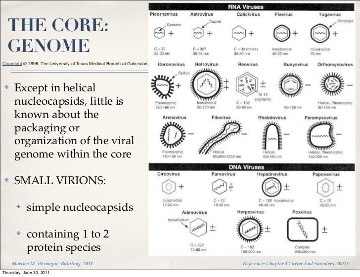 Virology lecture 2 (viral structure)