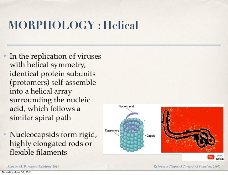 Virology lecture 2 (viral structure)