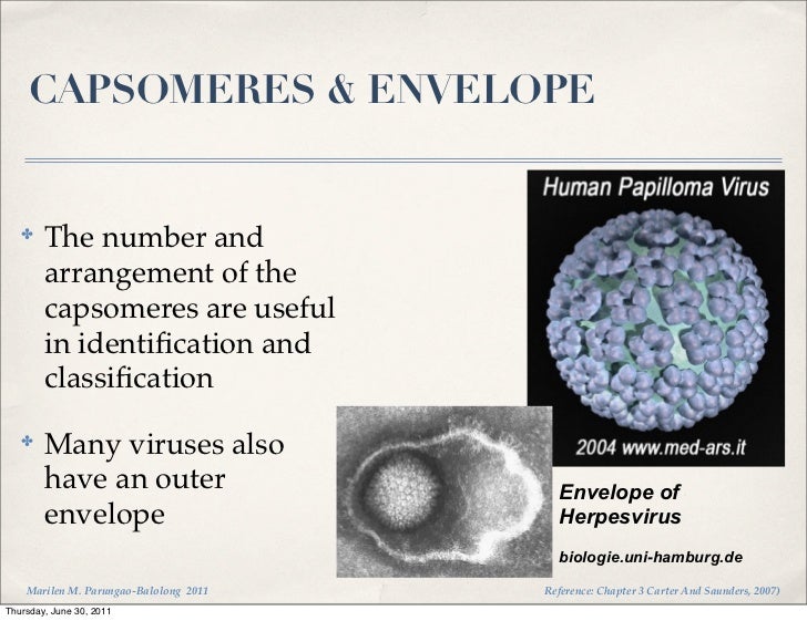 Virology lecture 2 (viral structure)