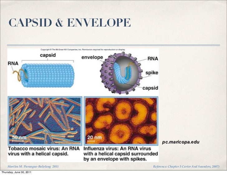 Virology lecture 2 (viral structure)