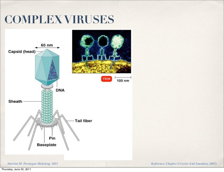 Virology lecture 2 (viral structure)