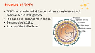 virology .pptx