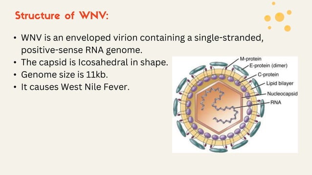 virology .pptx