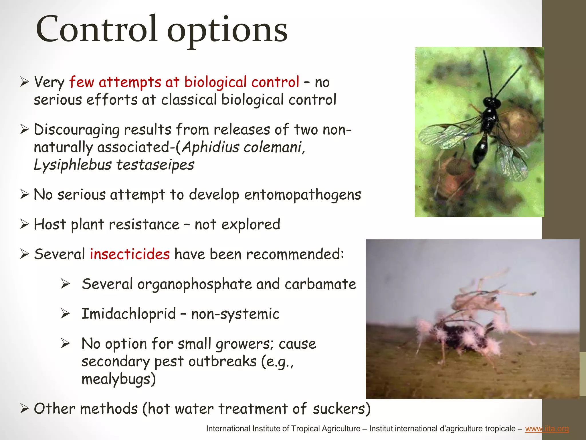 Aphid vectors of plant diseases | PPTX