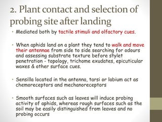 Aphid vectors of plant diseases | PPTX
