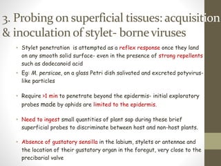 Aphid vectors of plant diseases | PPTX