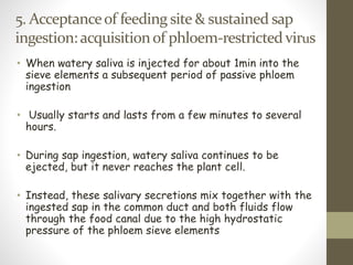 Aphid vectors of plant diseases | PPTX