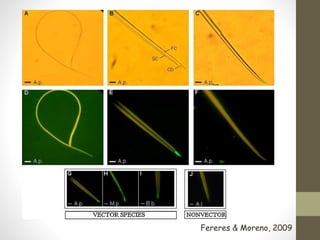 Aphid vectors of plant diseases | PPTX