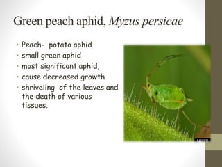 Aphid vectors of plant diseases | PPTX