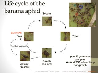 Aphid vectors of plant diseases | PPTX