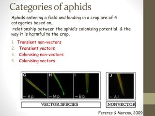 Aphid vectors of plant diseases | PPTX