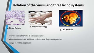 Virology Practical and PCR Techniques pptx | PPTX