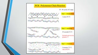 Virology Practical and PCR Techniques pptx | PPTX