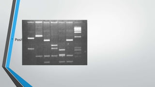 Virology Practical and PCR Techniques pptx | PPTX