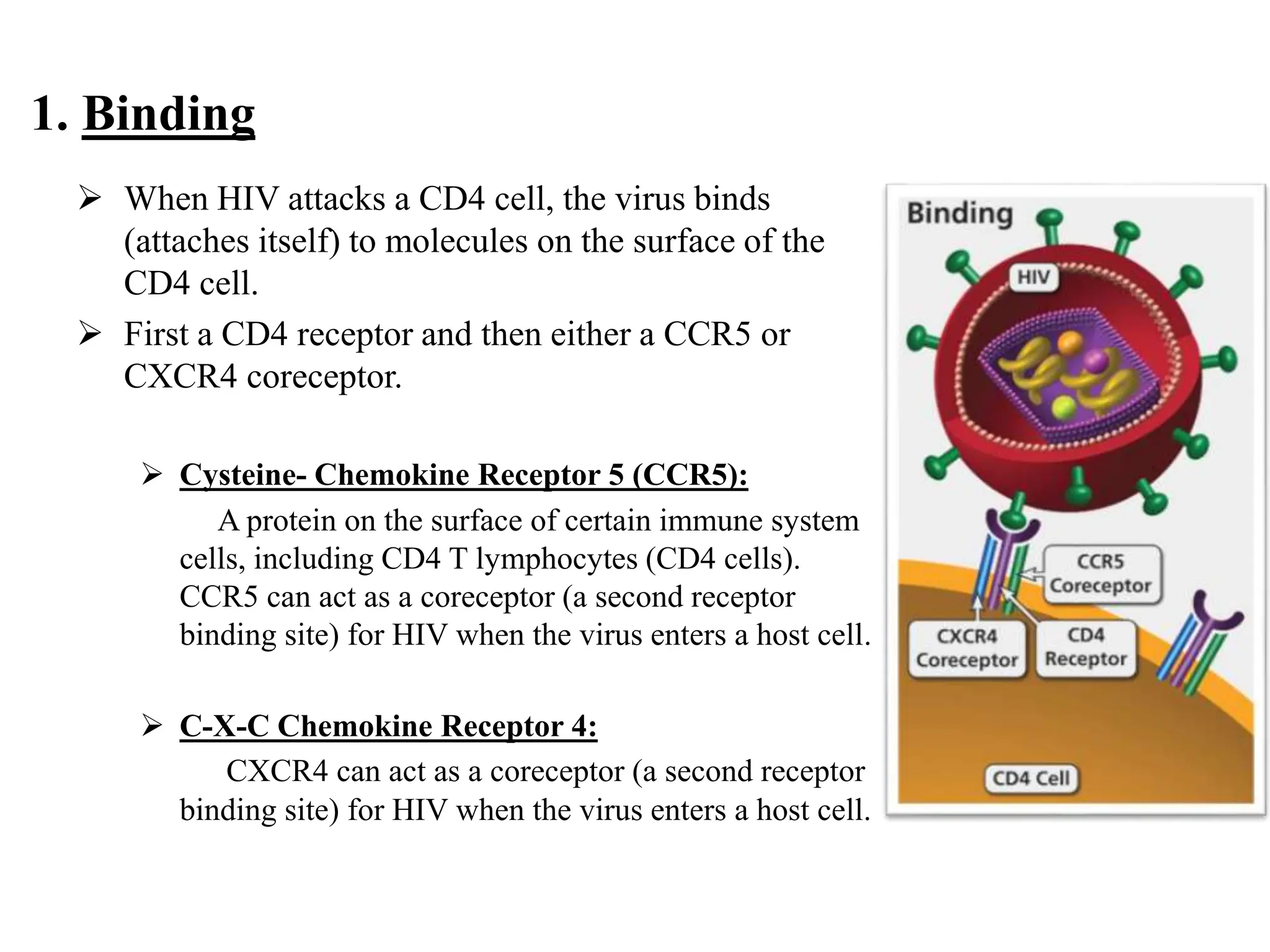 virology presentation.pptx life cycle of the hiv | PPTX