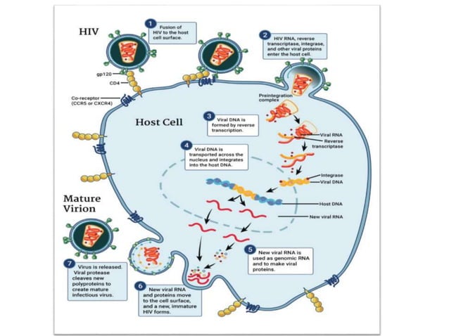 virology presentation.pptx life cycle of the hiv | PPT
