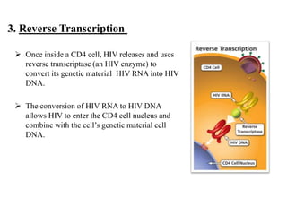 virology presentation.pptx life cycle of the hiv | PPT