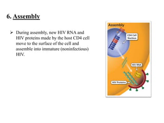virology presentation.pptx life cycle of the hiv | PPTX