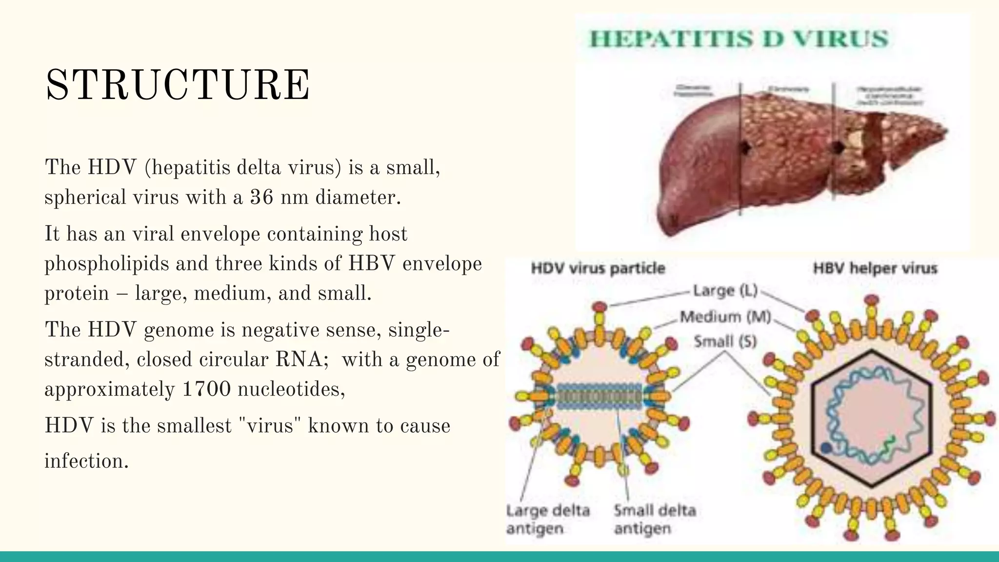 hepatitis | PPTX