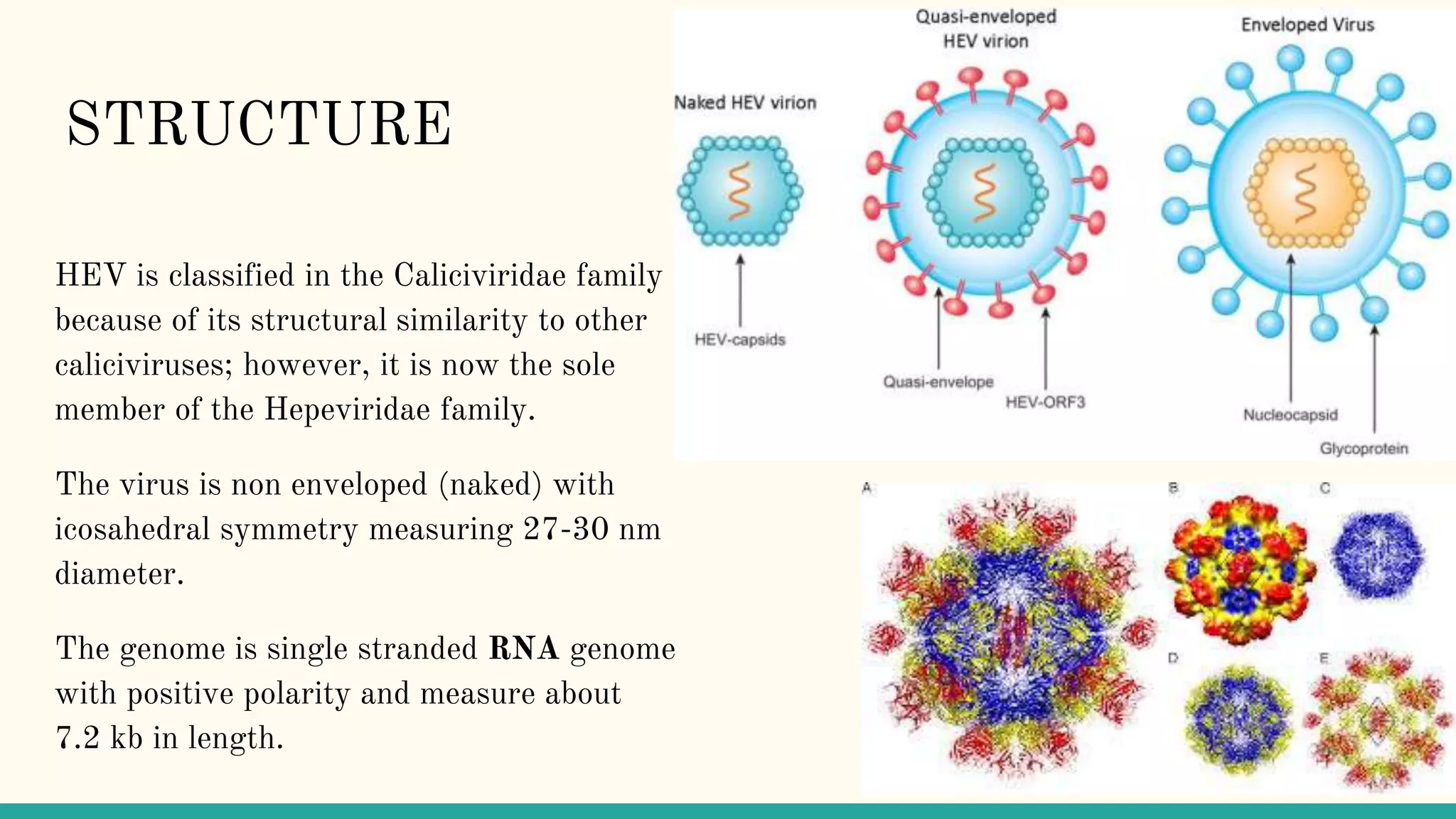 hepatitis | PPTX