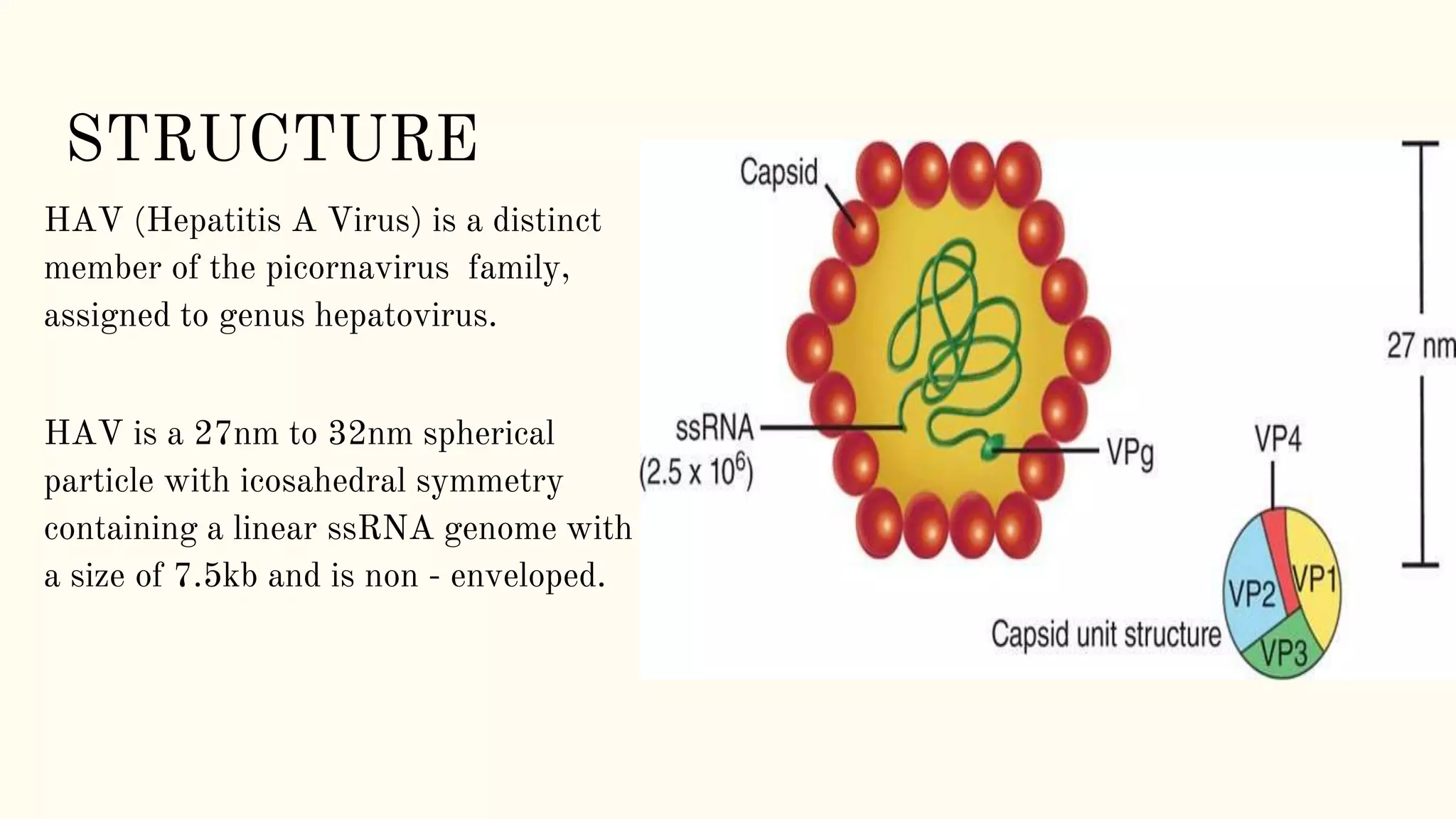 hepatitis | PPTX