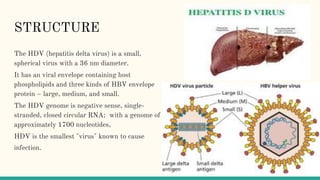 hepatitis | PPTX