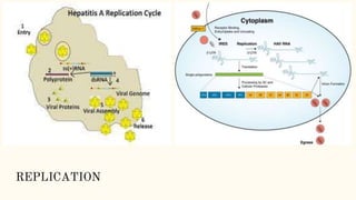 hepatitis | PPTX