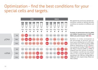 VIROMER® ONE RED - a standardized transfection reagent for plasmid DNA ...
