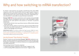 VIROMER® ONE RED - a standardized transfection reagent for plasmid DNA ...