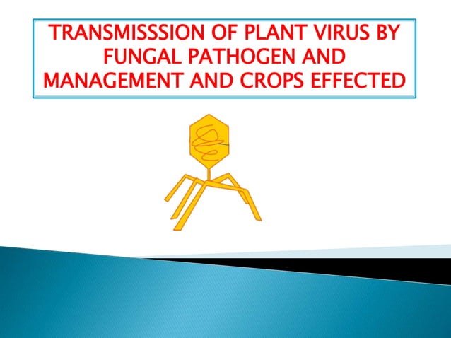 plant virus transmission through the fungal vectors | PPTX