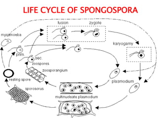 plant virus transmission through the fungal vectors | PPTX