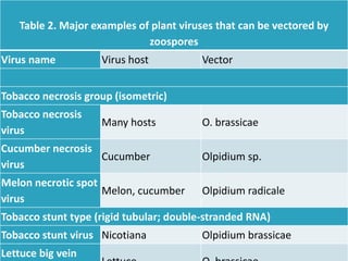 plant virus transmission through the fungal vectors | PPTX