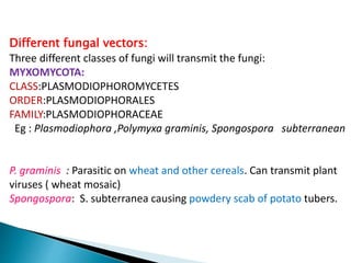 plant virus transmission through the fungal vectors | PPTX