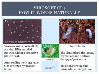 organic apple insect control program biological 7-16-14 | PPT