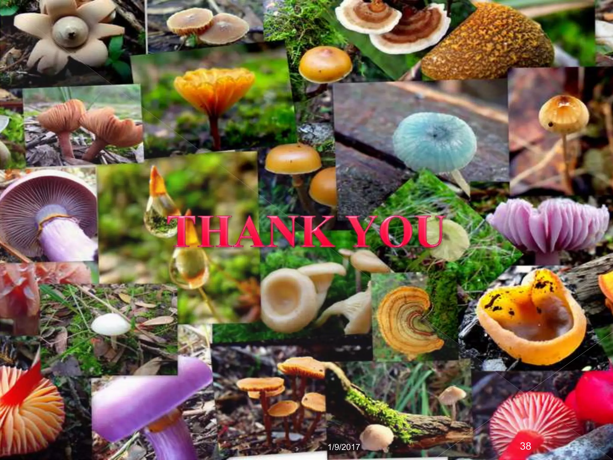 Virulence factors of fungi | PPTX