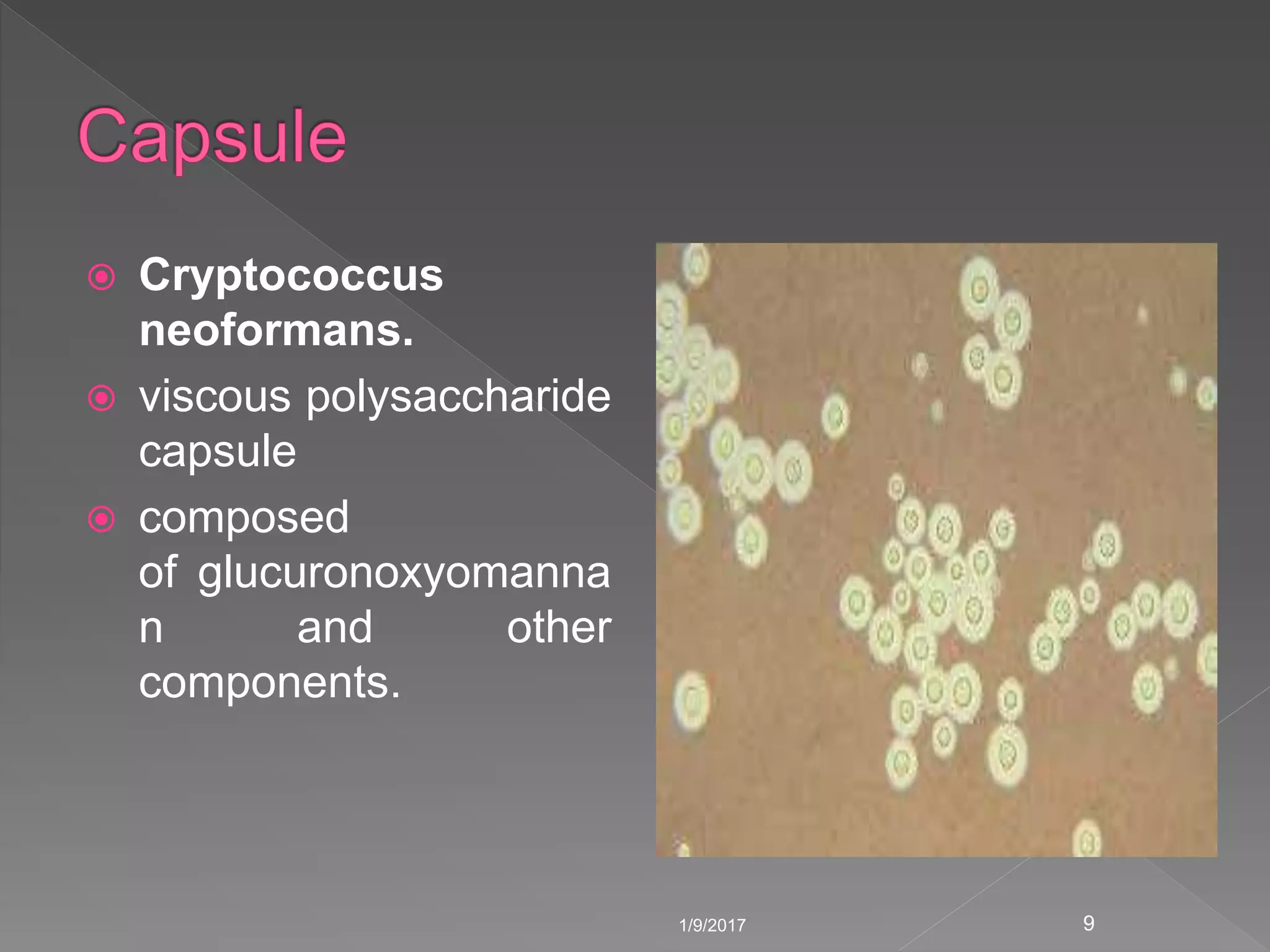 Virulence factors of fungi | PPTX