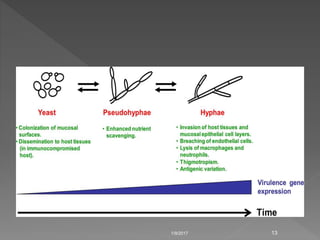 Virulence factors of fungi | PPTX