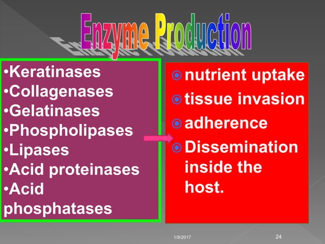 Virulence factors of fungi | PPTX | Infectious Diseases | Diseases and ...