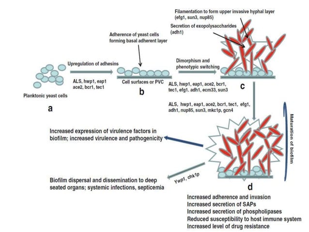 Virulence factors of fungi