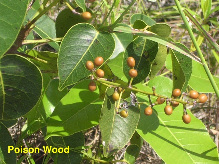 Bahamas Plants, Bahamas Animals - A Virtual Field Trip