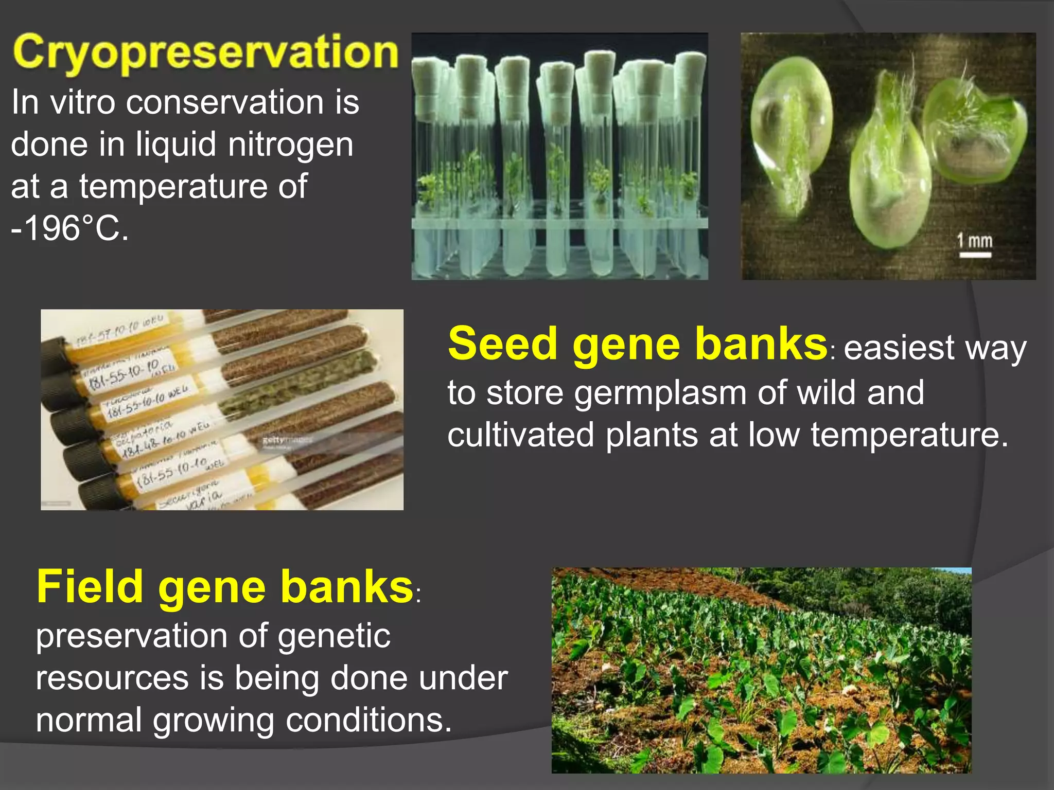 BIODIVERSITY CONSERVATION ON 8 SLIDES | PPTX