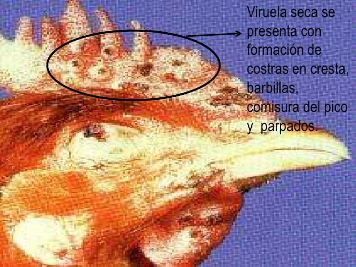 Viruela aviar