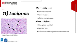 Viruela aviar: causas, síntomas, diagnóstico y medidas de prevención. | PDF