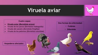 Viruela aviar y laringotraqueitis aviar- | PPTX